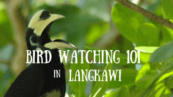 Langkawi Bird Watching 101