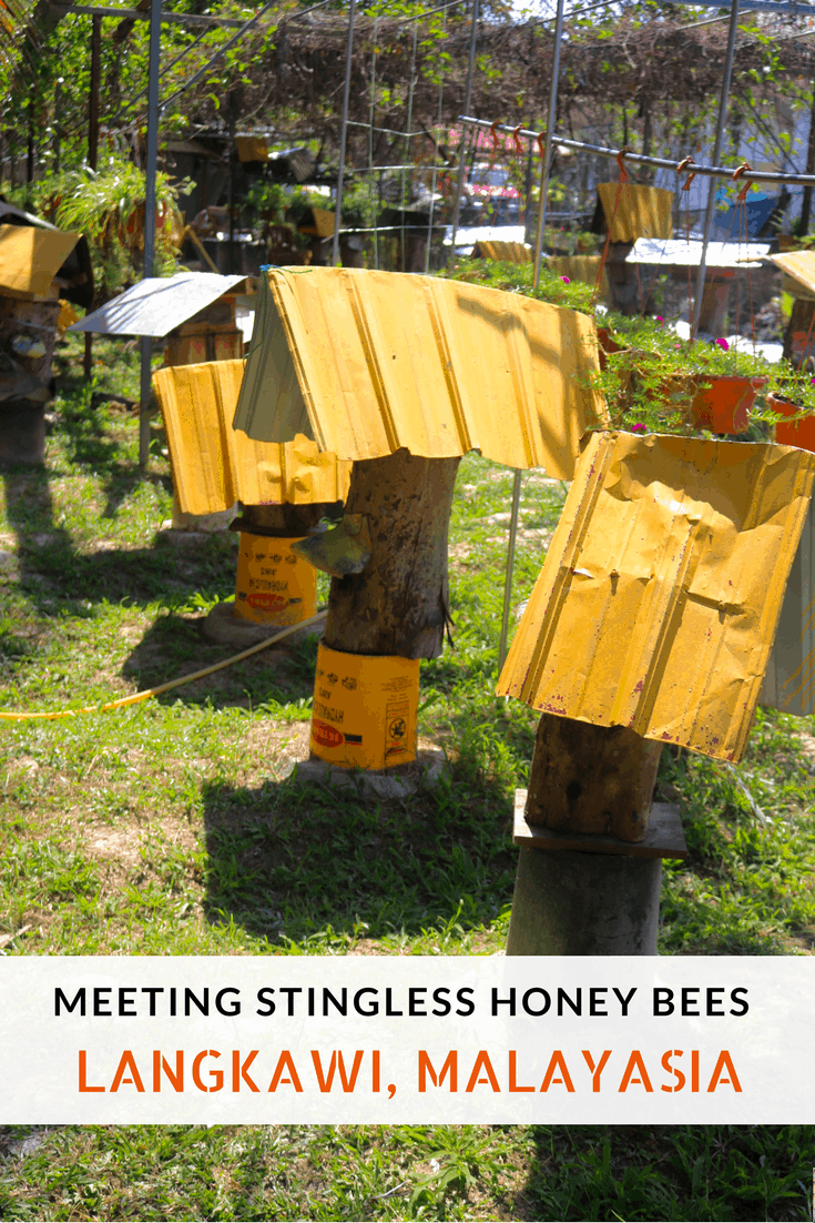 Meeting Malaysian Stingless Bees on Langkawi Island