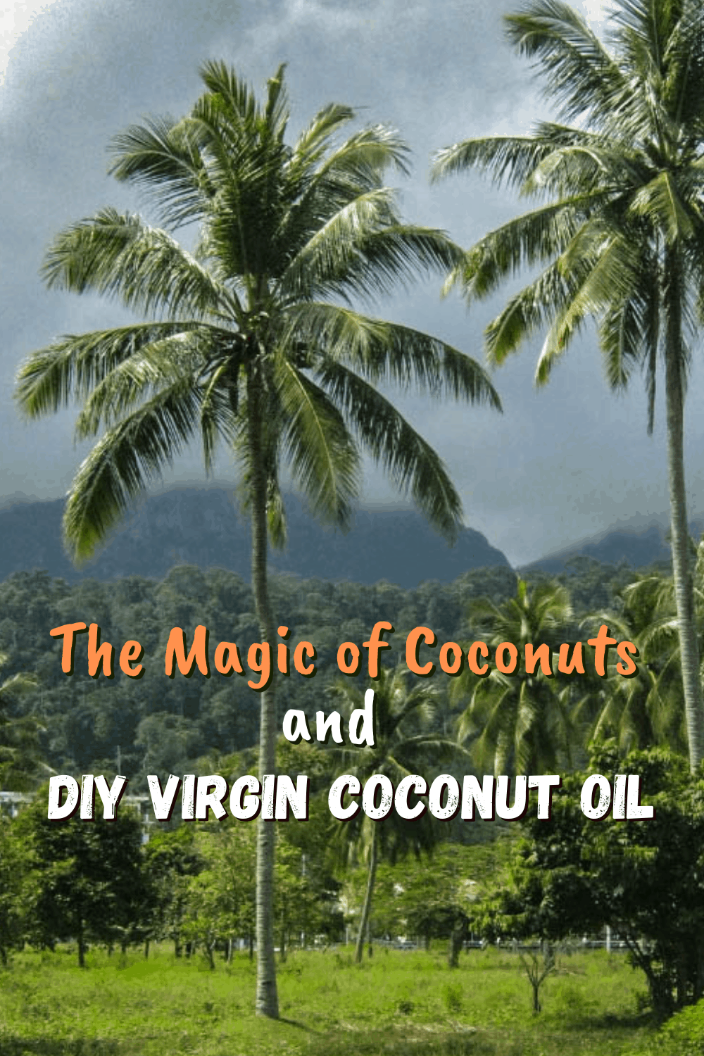 How to Make Virgin Coconut Oil the Easy Way -The Island Drum