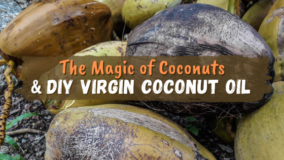 How to Make Virgin Coconut Oil the Easy Way -The Island Drum