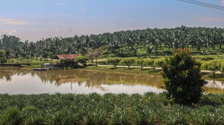 Selangor Fruit Valley Agro Adventure, Good Old-Fashioned Fun