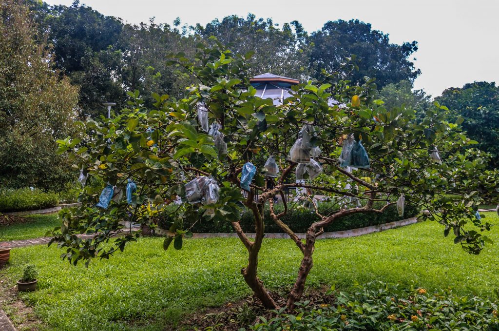 Selangor Fruit Valley Agro Adventure, Good Old-Fashioned Fun