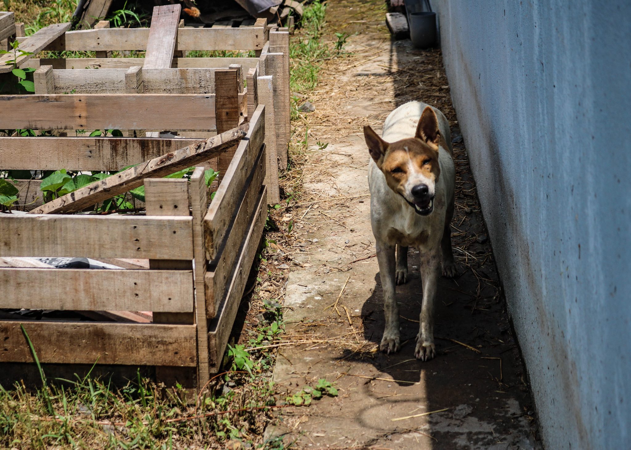 Langkawi Stray Dogs and Cats, How You Can Help - The Island Drum