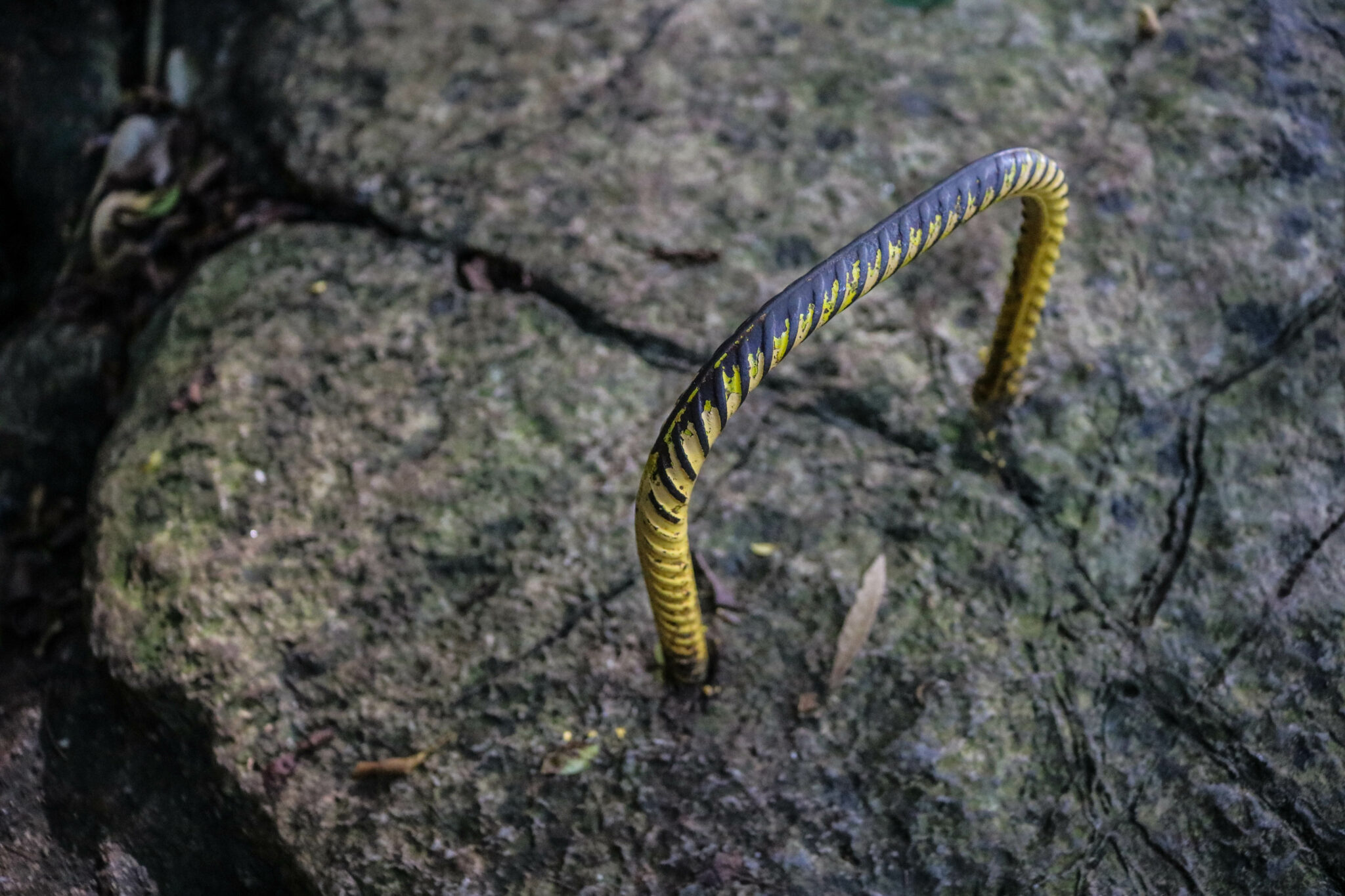 Climbing Gunung Keriang, Kedah’s Iconic Mountain - The Island Drum