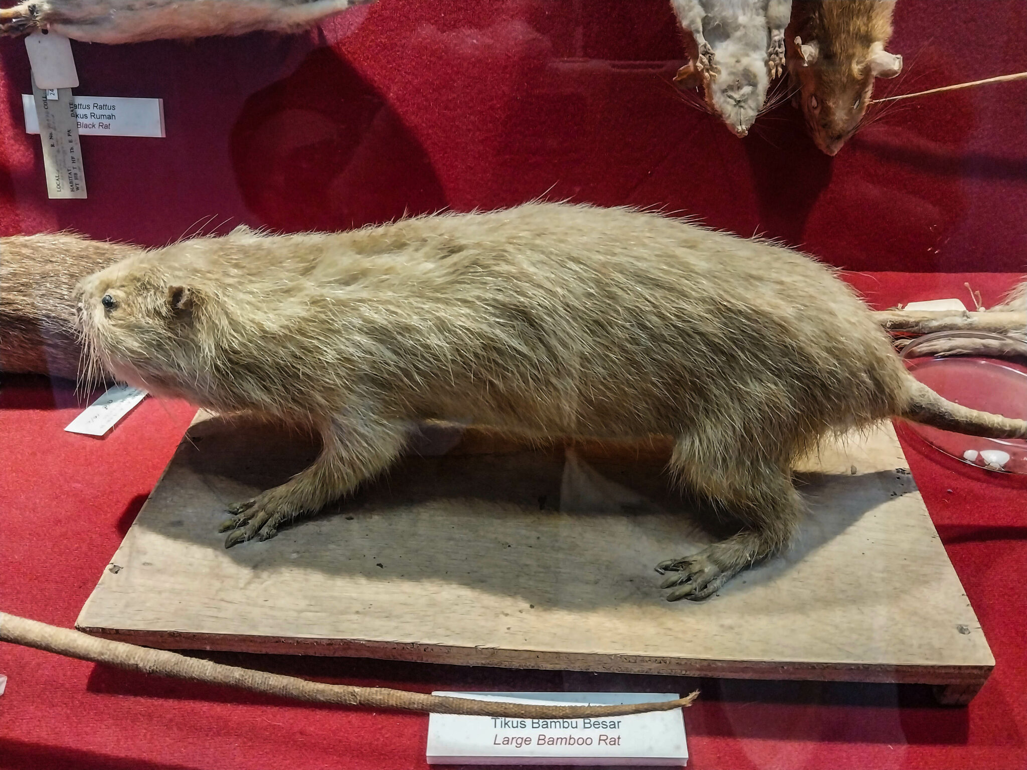 Biomedical Museum, Scientific Wonders in Kuala Lumpur - The Island Drum