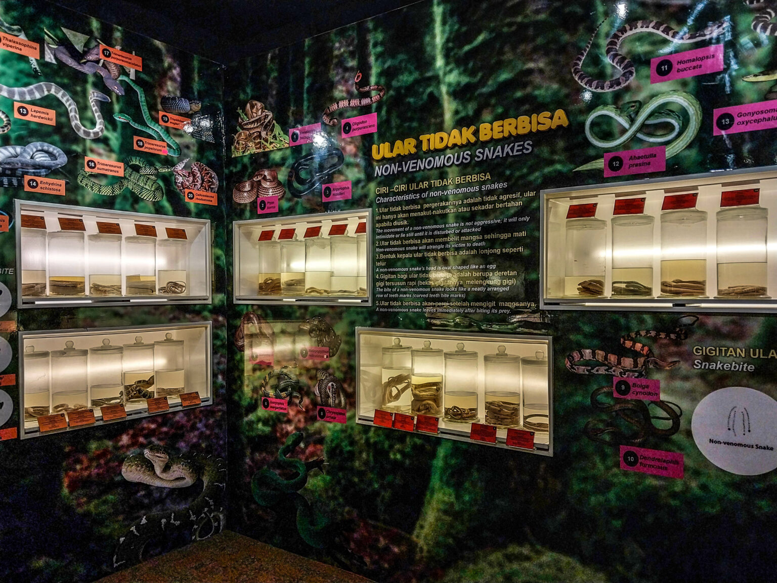 Biomedical Museum, Scientific Wonders in Kuala Lumpur - The Island Drum