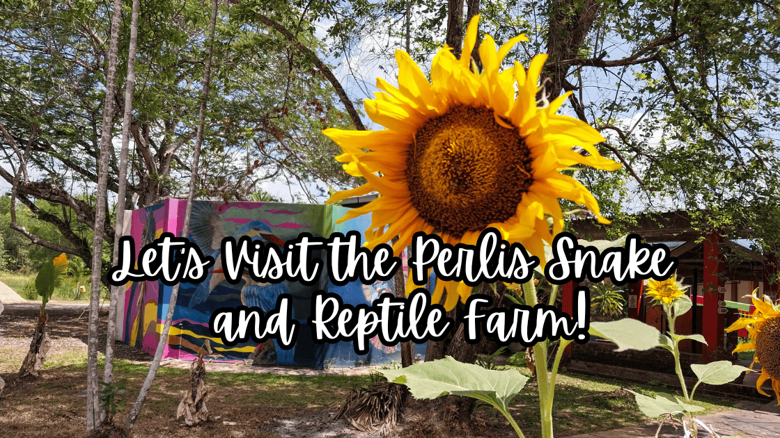 Let's Visit the Perlis Snake and Reptile Farm! - The Island Drum