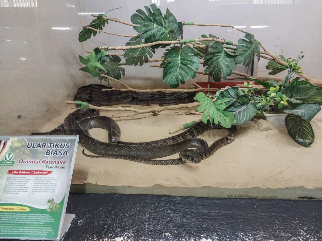 Let's Visit the Perlis Snake and Reptile Farm! - The Island Drum