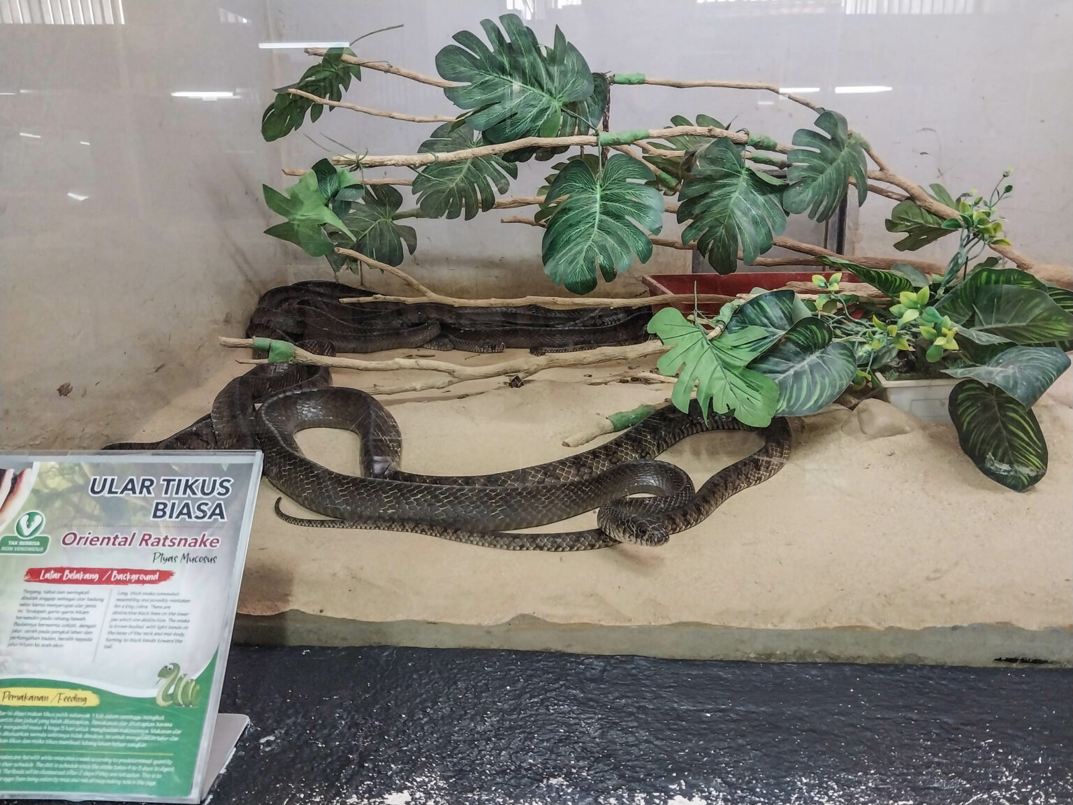 Let's Visit the Perlis Snake and Reptile Farm! - The Island Drum