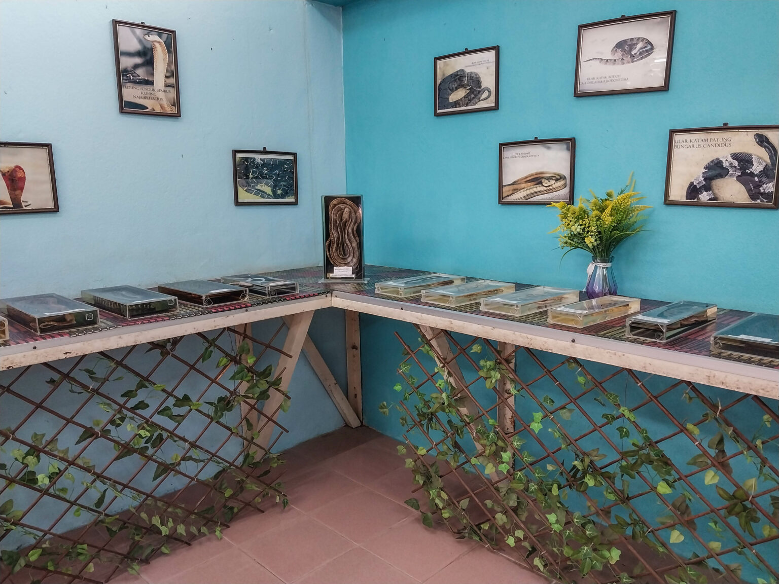 Let's Visit the Perlis Snake and Reptile Farm! - The Island Drum