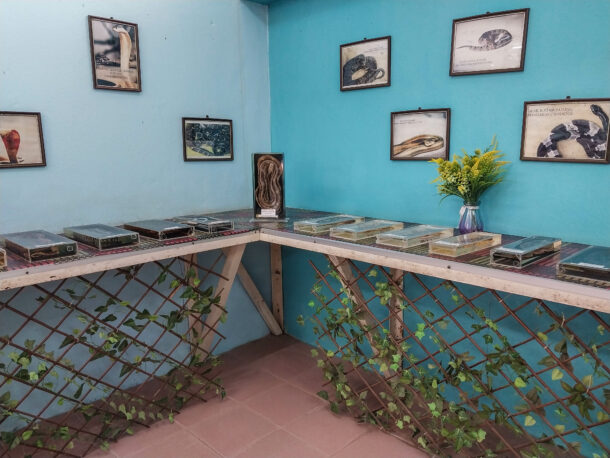 Let's Visit the Perlis Snake and Reptile Farm! - The Island Drum