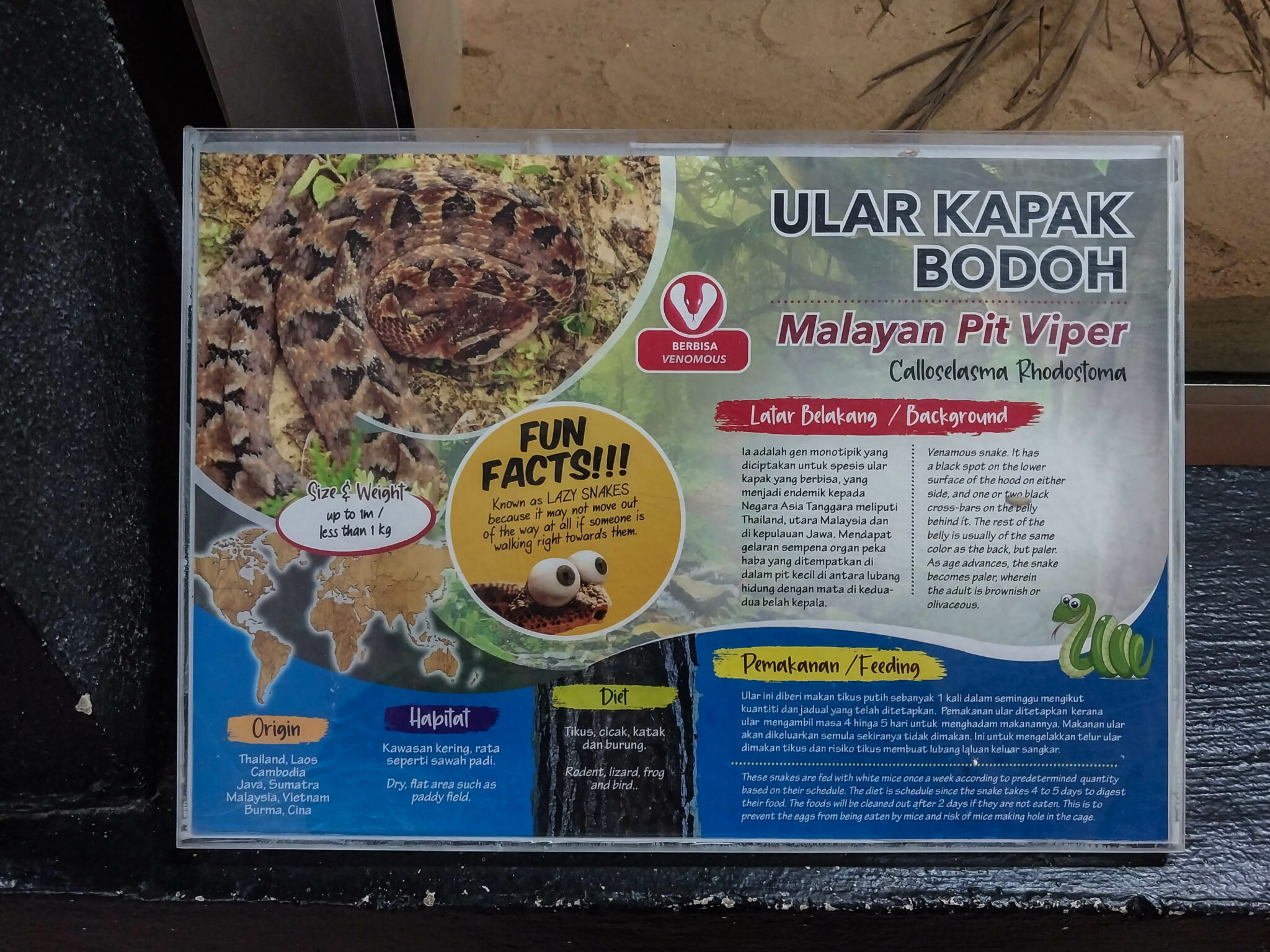 Let's Visit the Perlis Snake and Reptile Farm! - The Island Drum