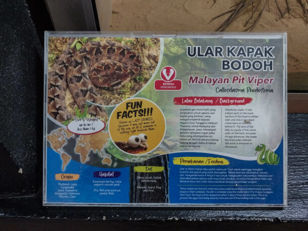 Let's Visit the Perlis Snake and Reptile Farm! - The Island Drum