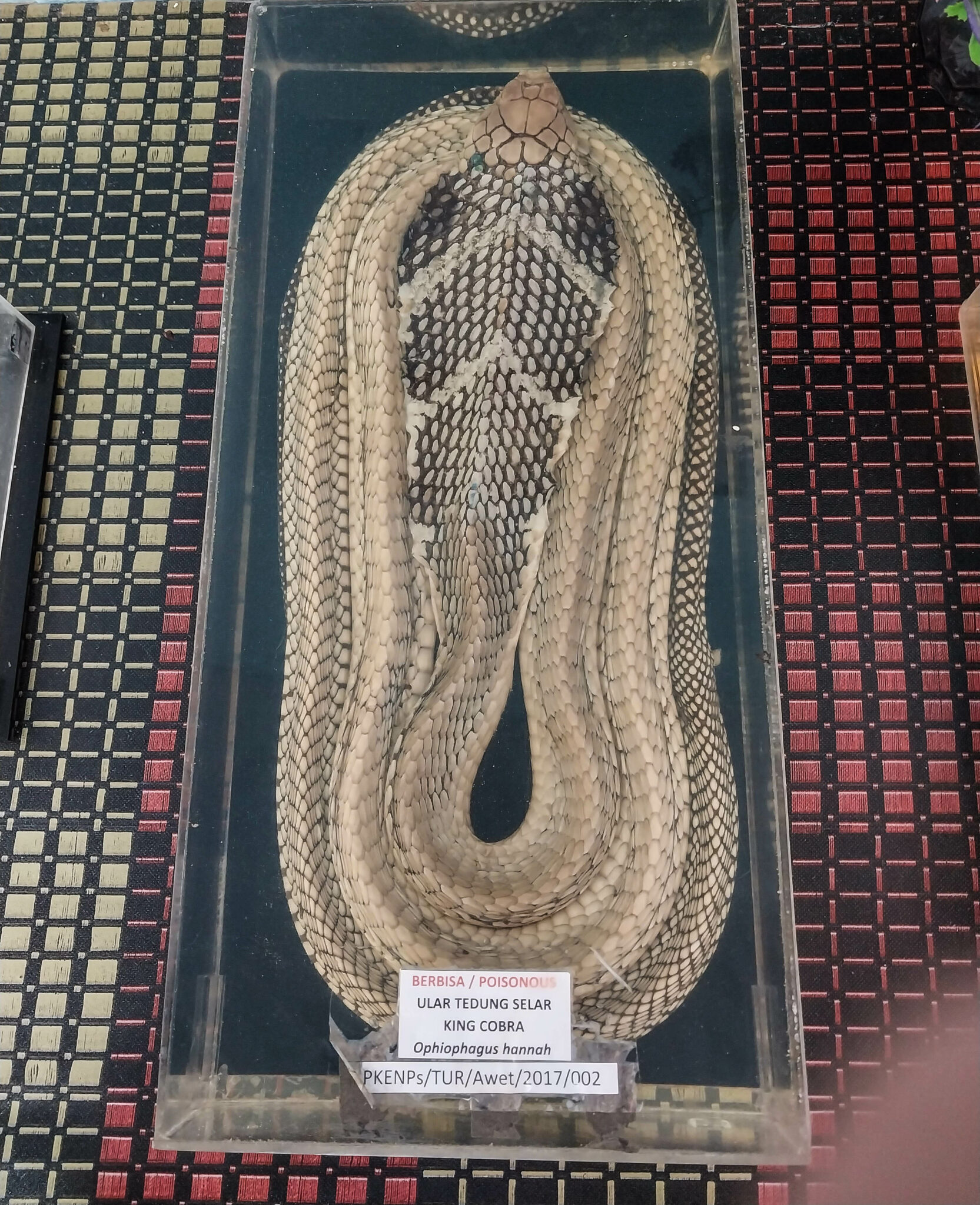 Let's Visit the Perlis Snake and Reptile Farm! - The Island Drum