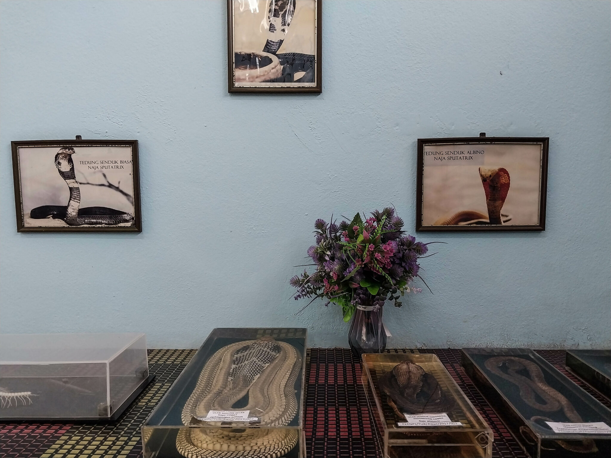 Let's Visit the Perlis Snake and Reptile Farm! - The Island Drum