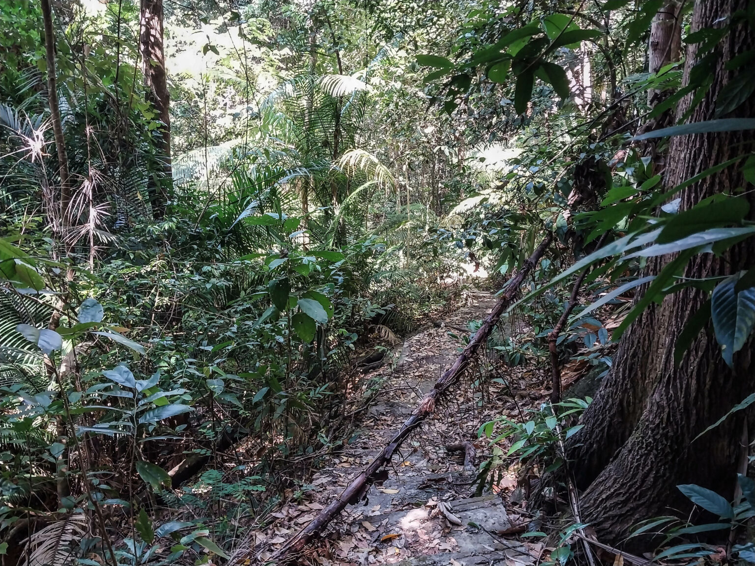 Climbing Gunung Raya's Eagle Stairs - The Island Drum