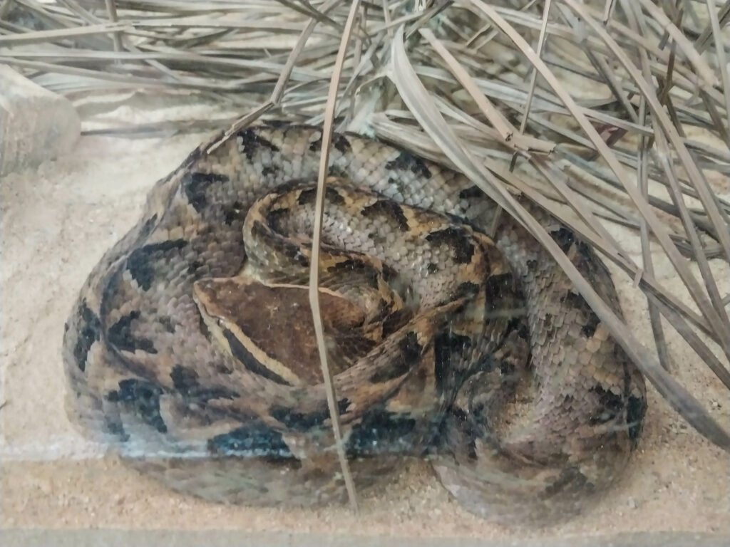 Let's Visit the Perlis Snake and Reptile Farm! - The Island Drum
