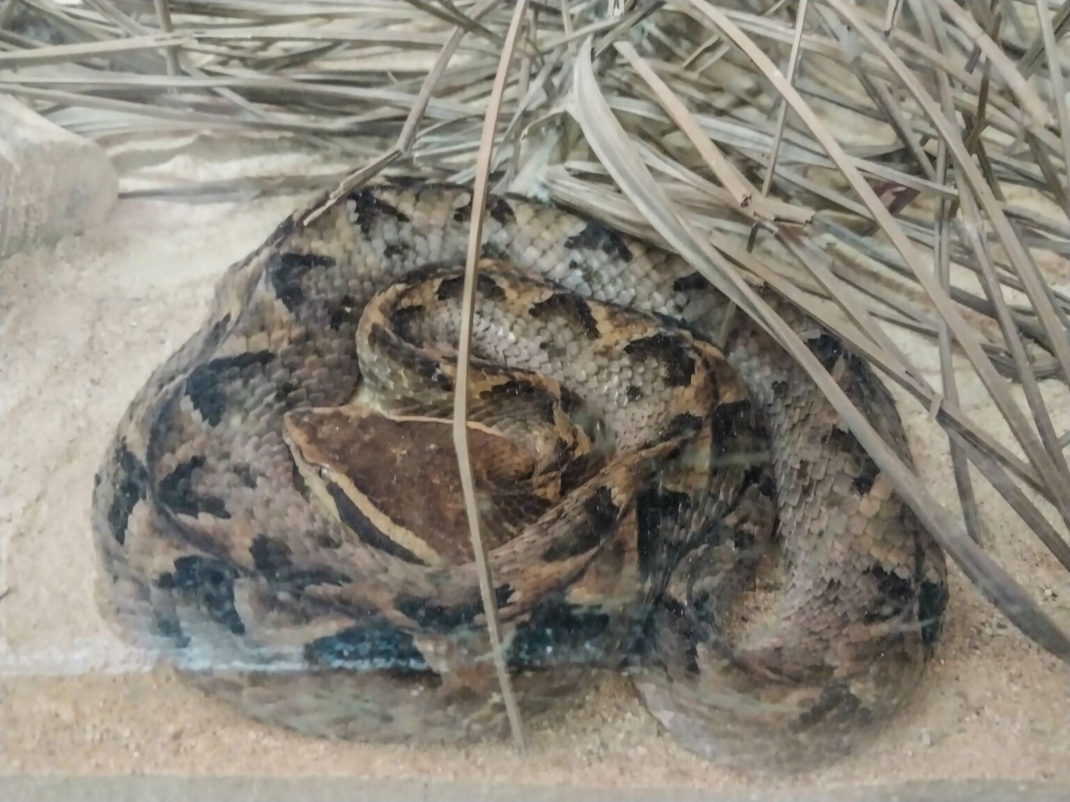 Let's Visit the Perlis Snake and Reptile Farm! - The Island Drum