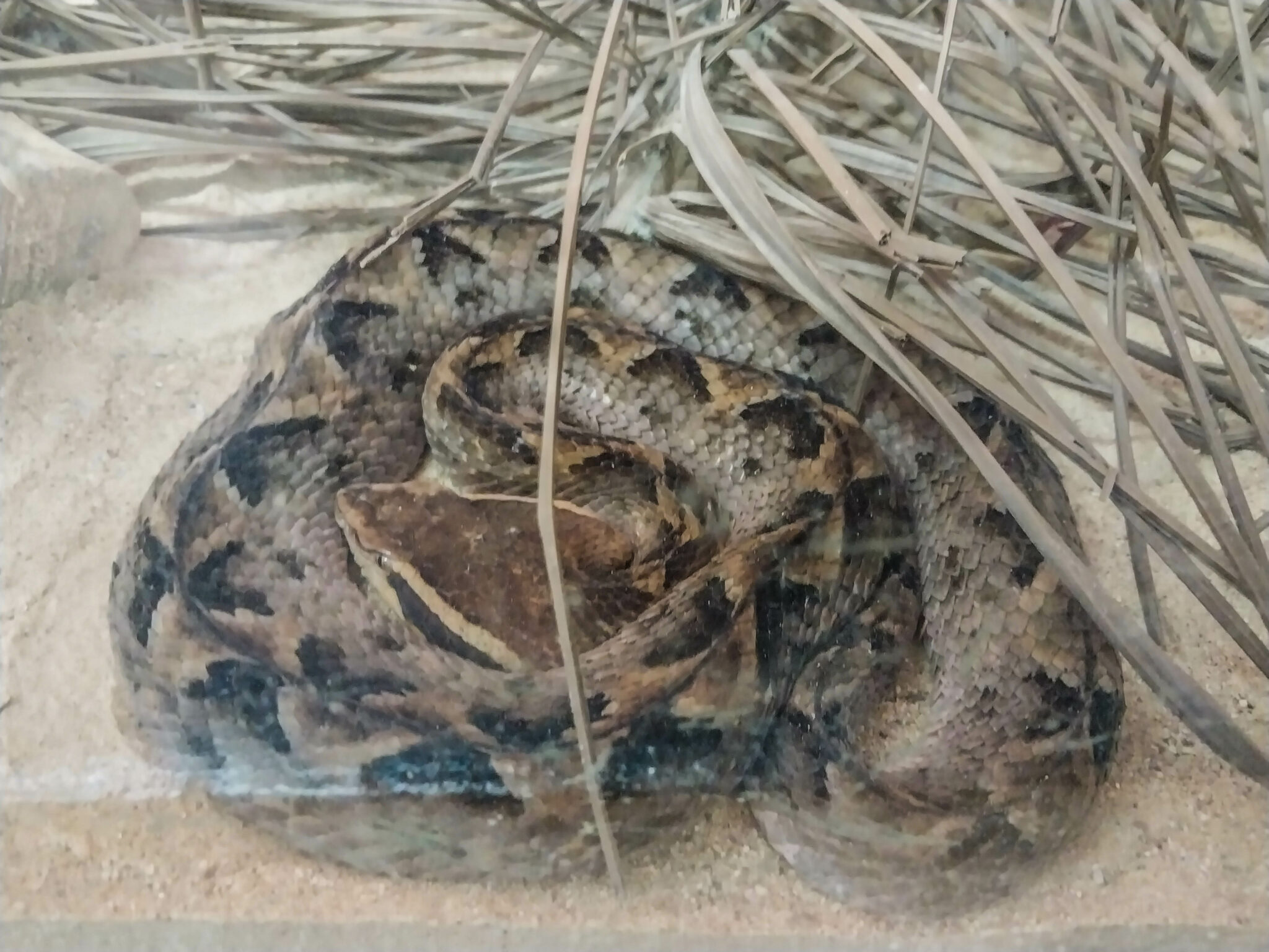 Let's Visit the Perlis Snake and Reptile Farm! - The Island Drum