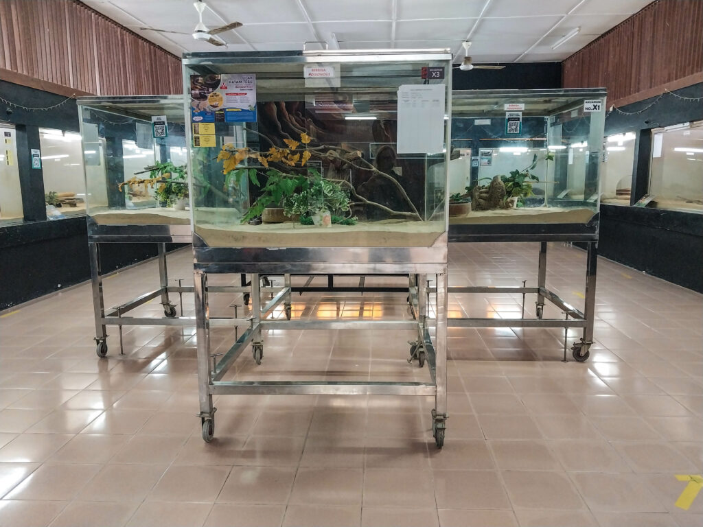 Let's Visit the Perlis Snake and Reptile Farm! - The Island Drum