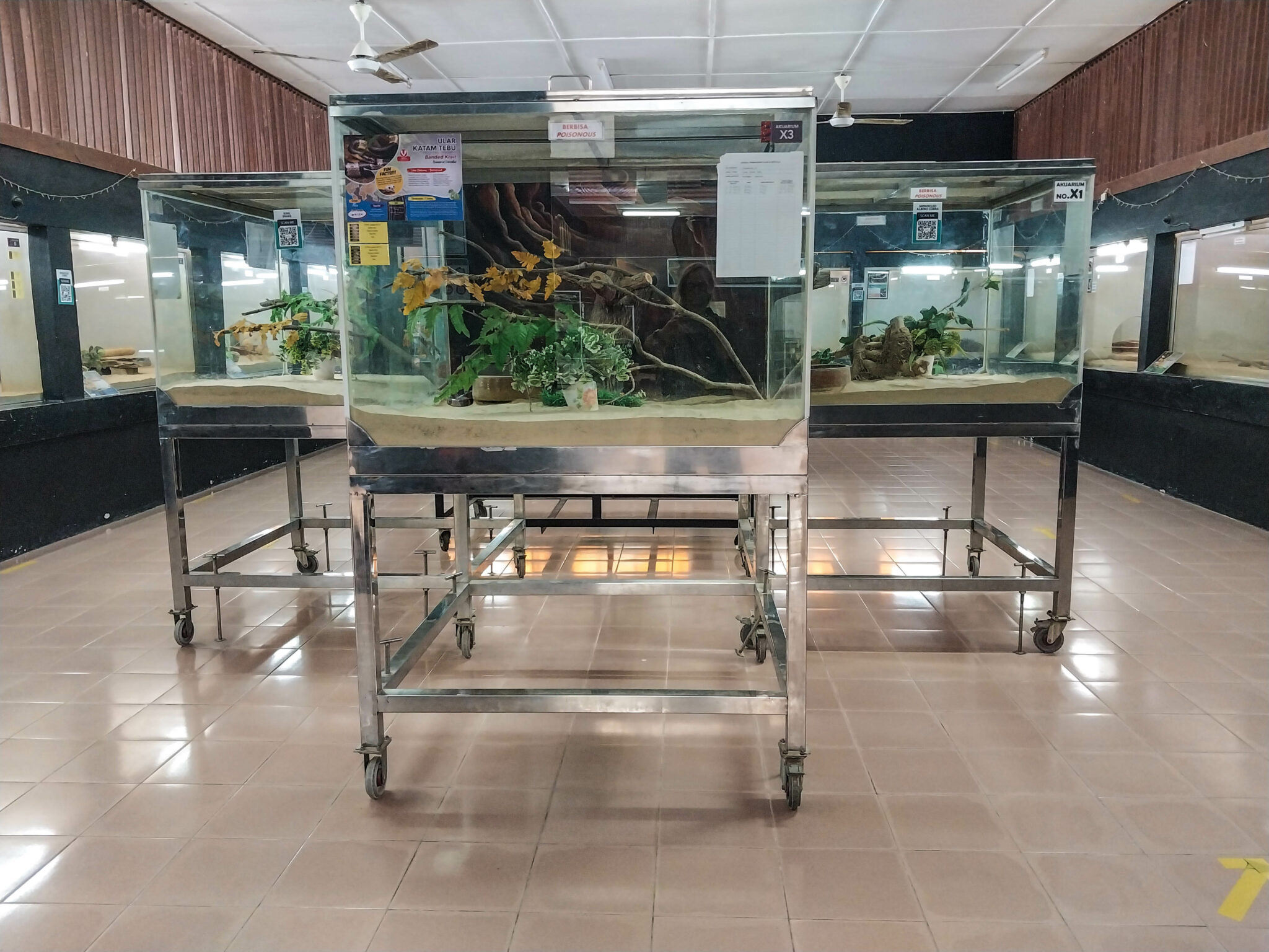Let's Visit the Perlis Snake and Reptile Farm! - The Island Drum