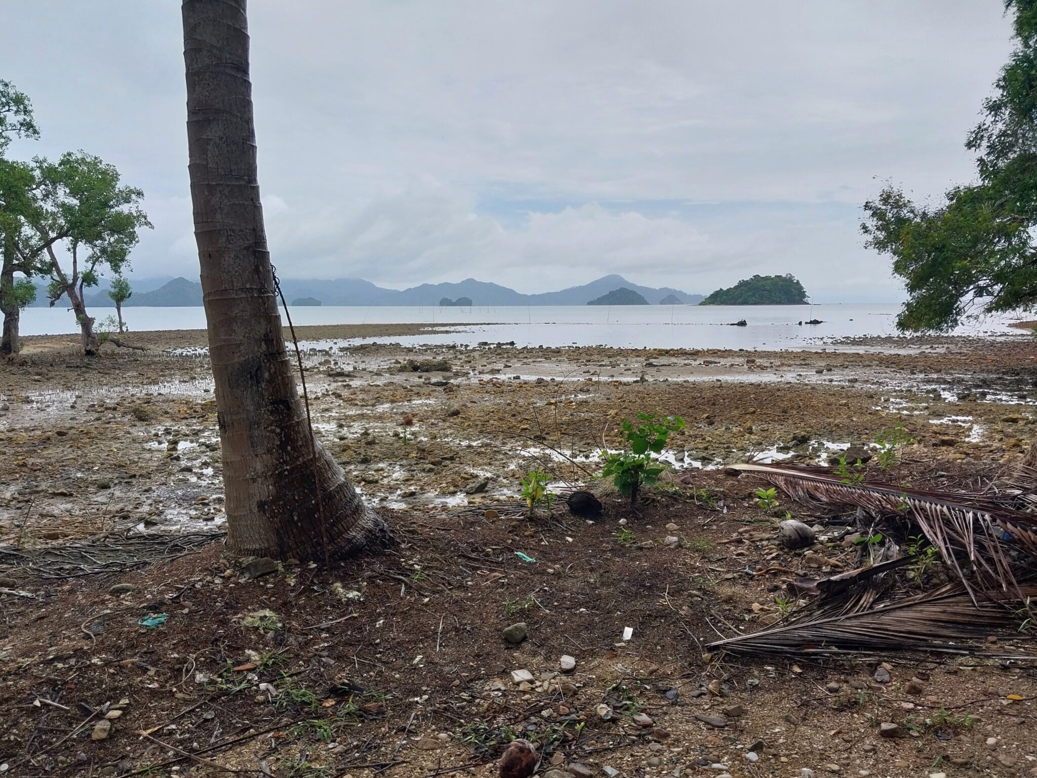 Bestuba Tours, Best Pulau Tuba Island Tours - The Island Drum