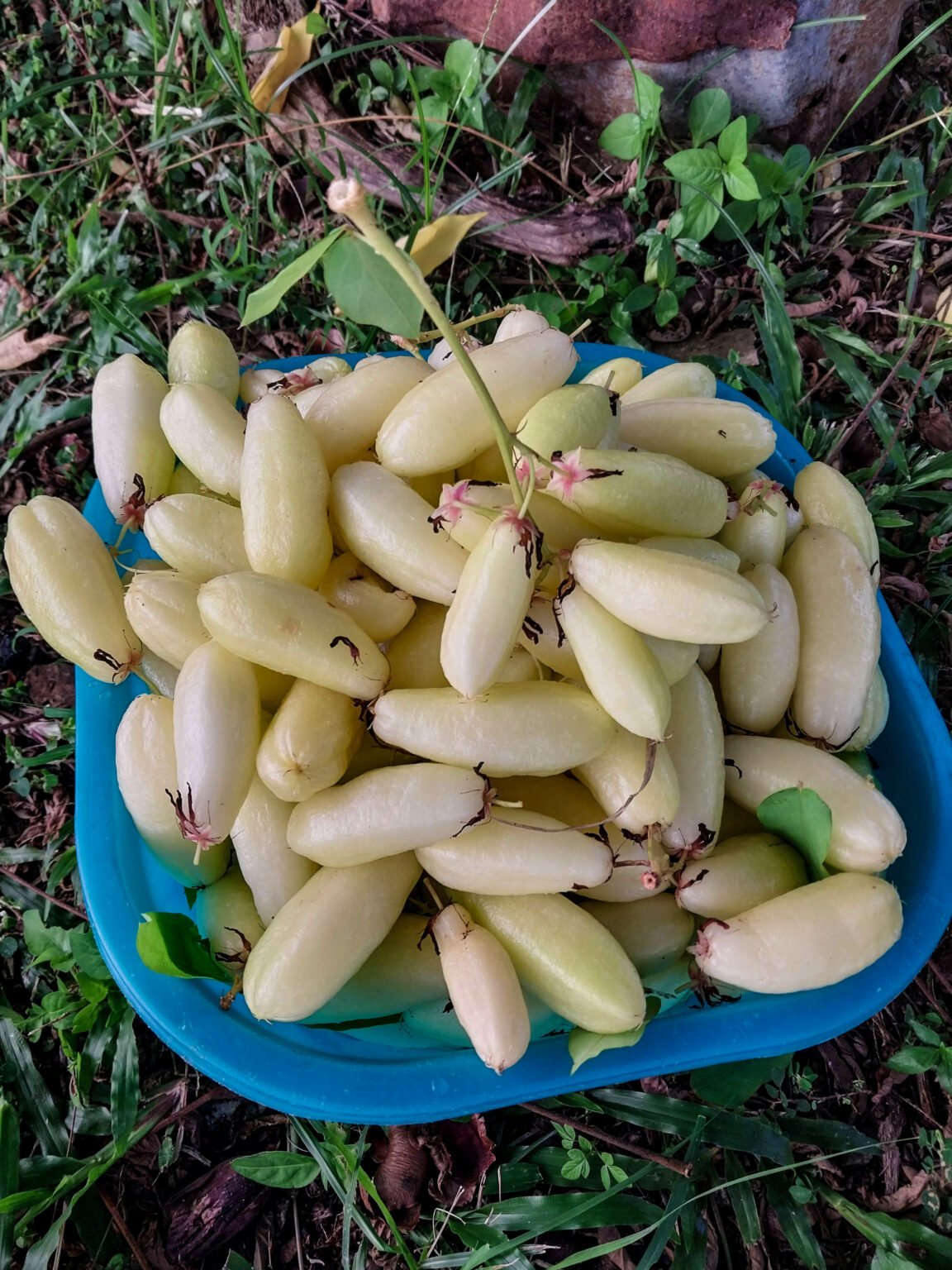 Unique Kampung Plants to Discover on Village Walks in Langkawi