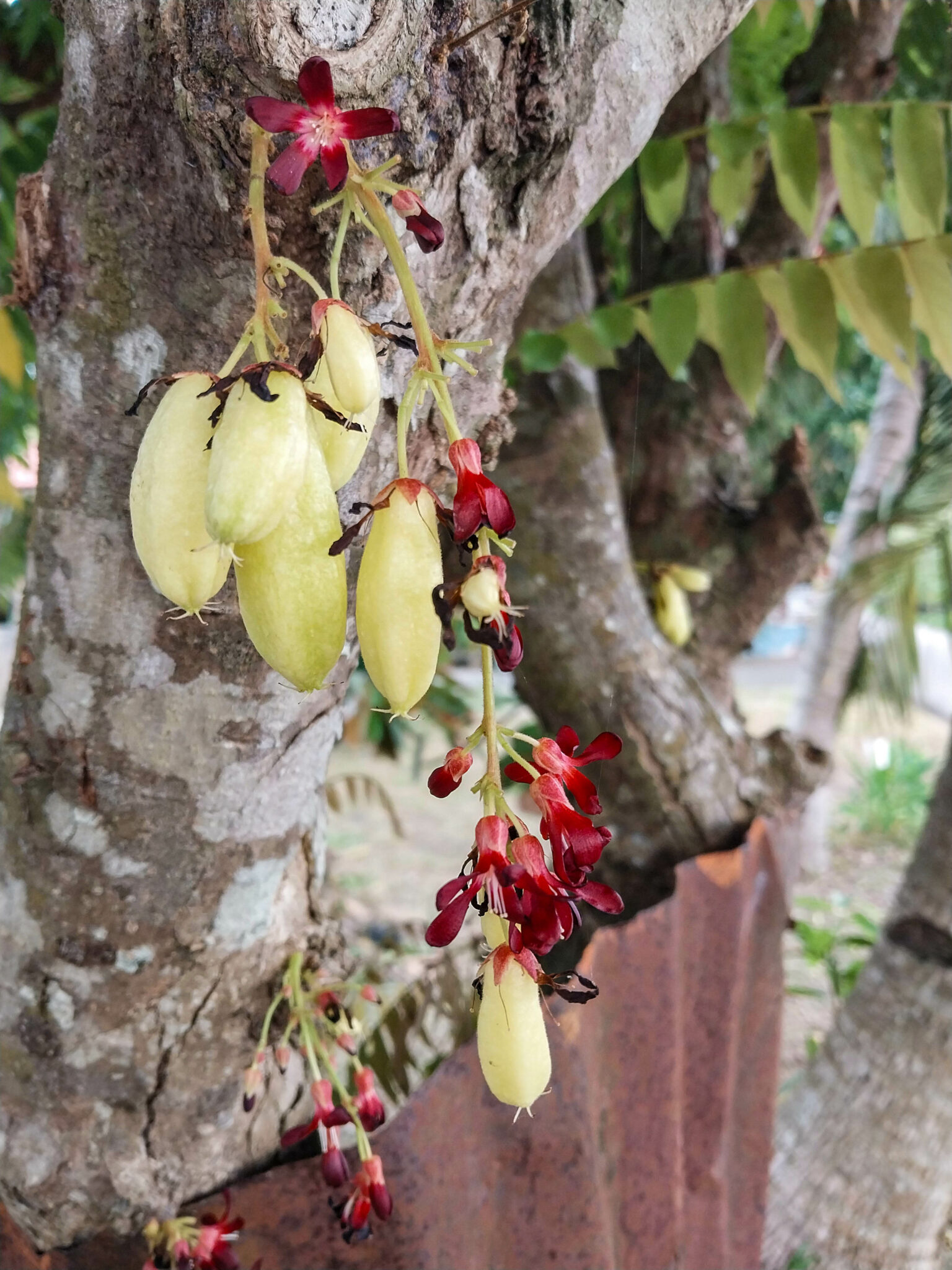 Unique Kampung Plants to Discover on Village Walks in Langkawi