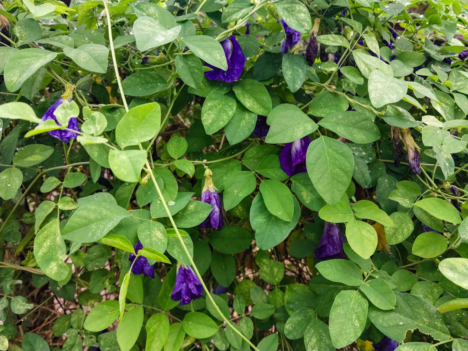 Unique Kampung Plants to Discover on Village Walks in Langkawi