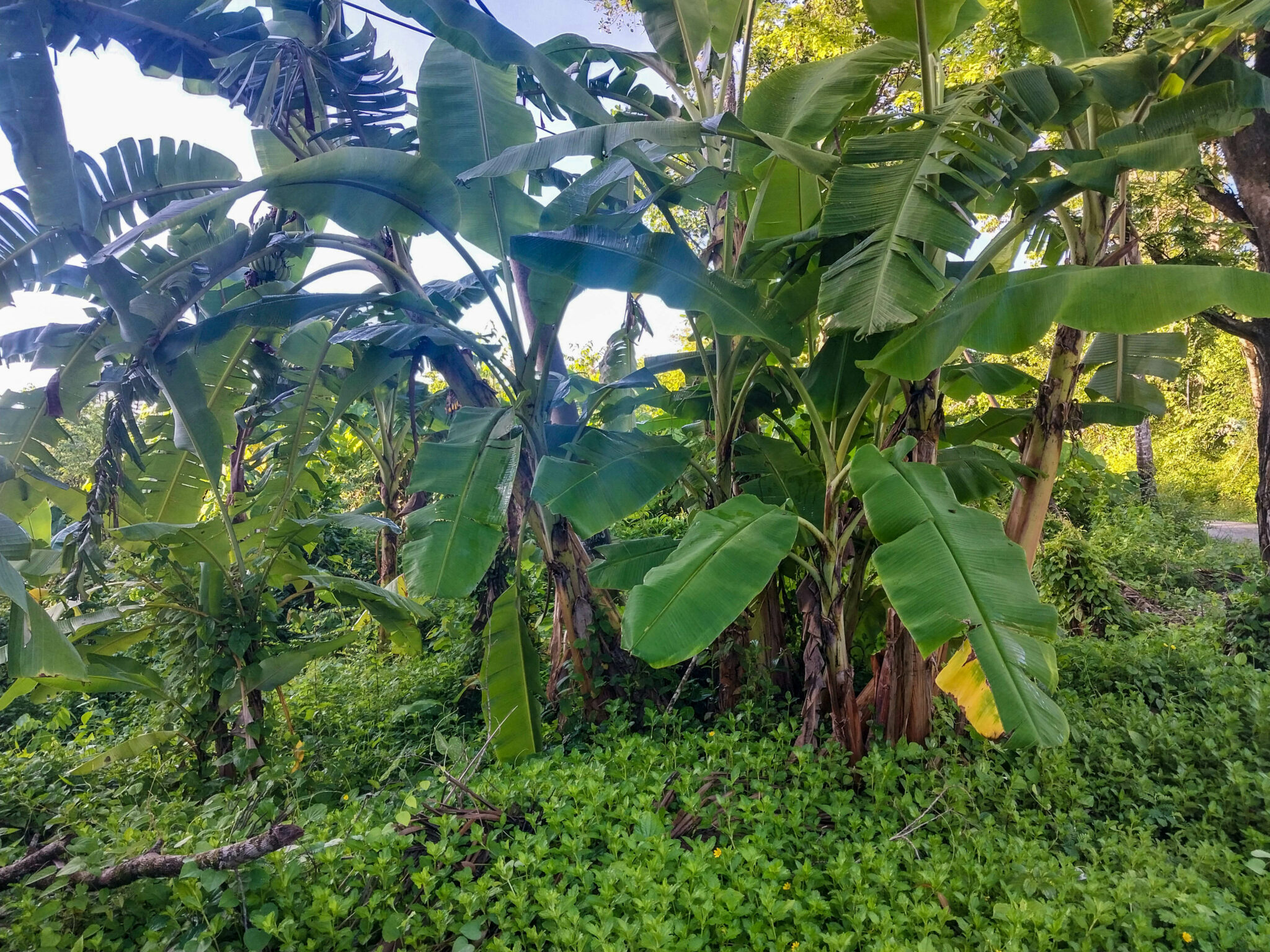 Unique Kampung Plants to Discover on Village Walks in Langkawi